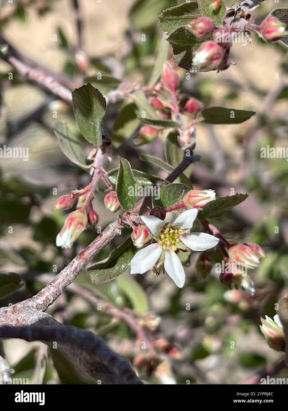 Utah Serviceberry (Amelanchier utahensis Stock Photo - Alamy
