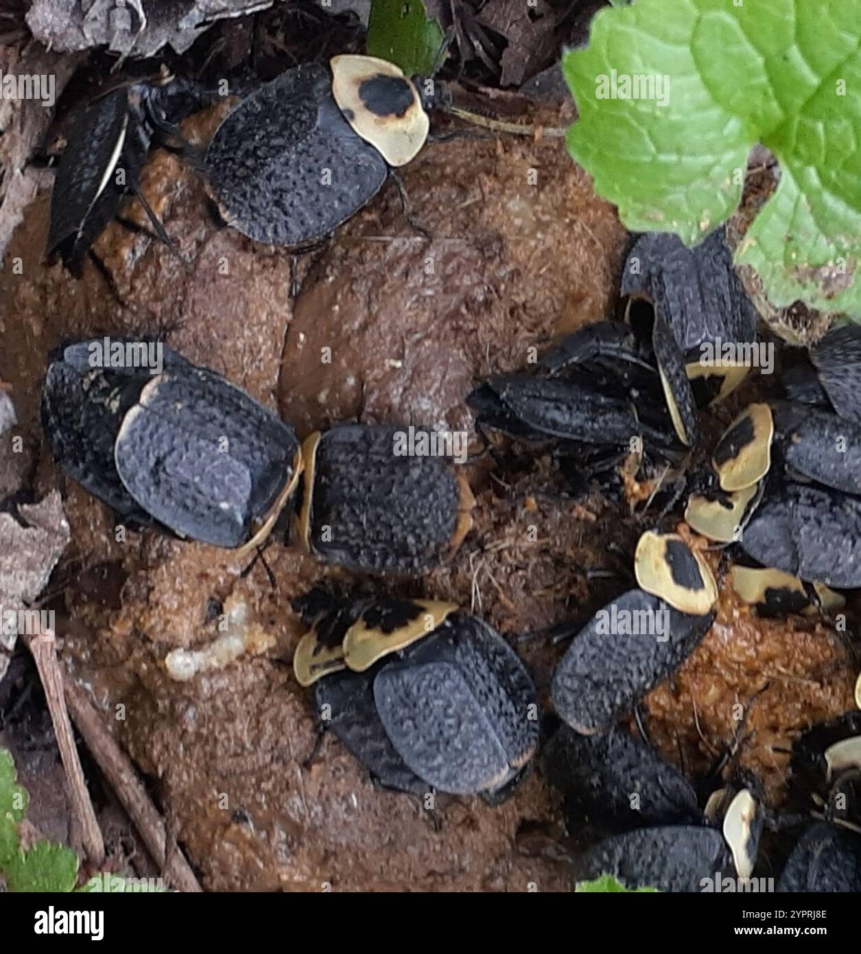 American Carrion Beetle (Necrophila americana Stock Photo - Alamy
