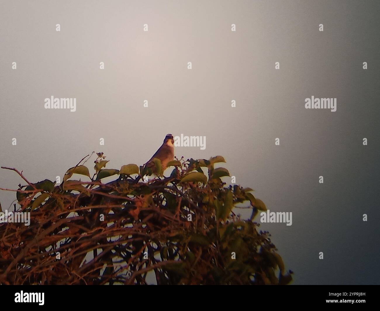 Cinnamon bellied hi-res stock photography and images - Alamy