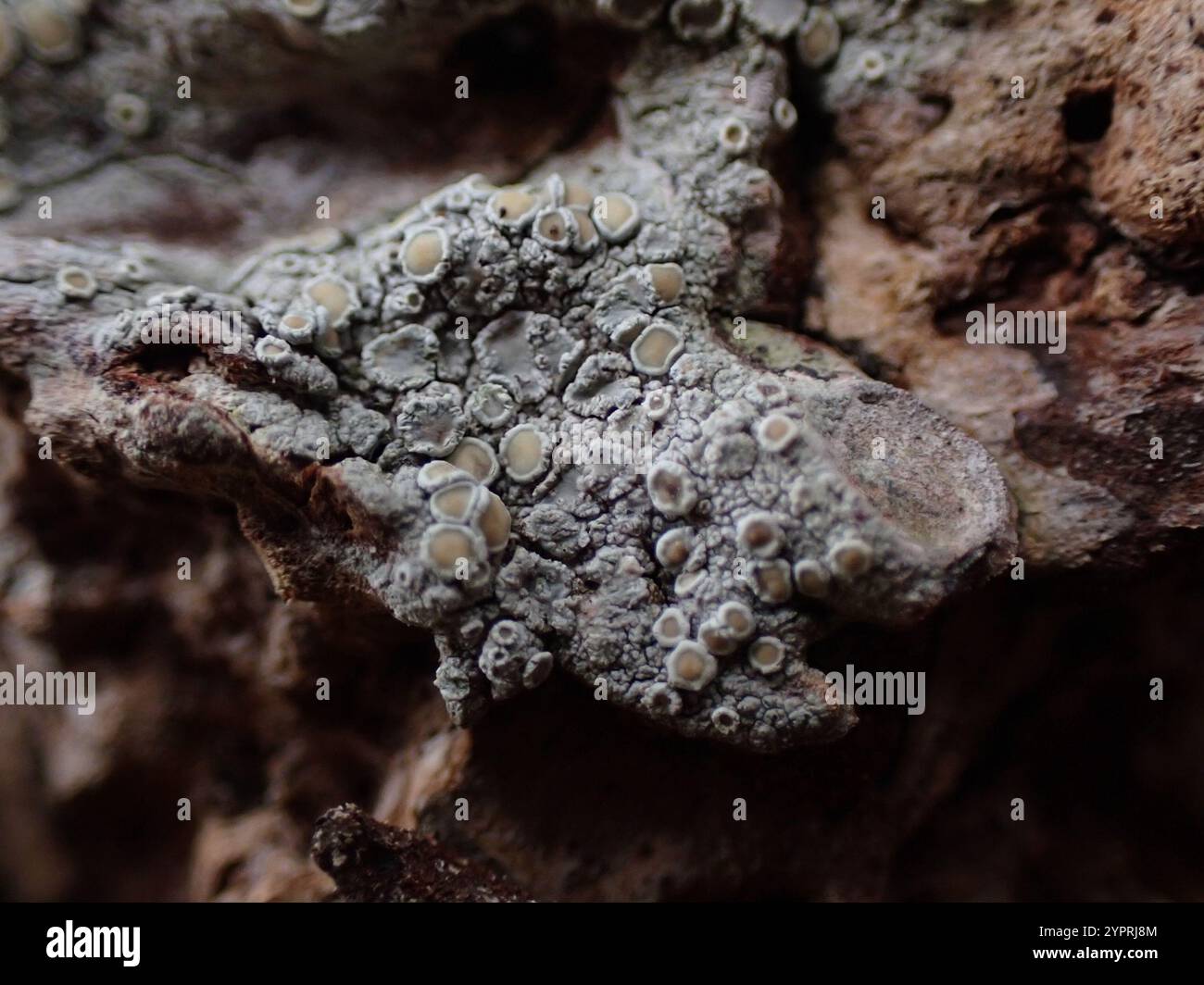 Crabseye Lichens (Ochrolechia Stock Photo - Alamy
