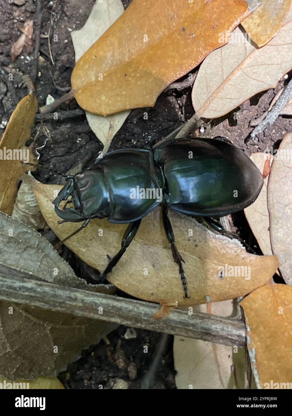 Blue-bordered Pedunculate Ground Beetle (Pasimachus elongatus Stock ...