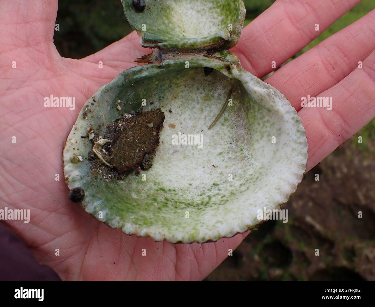 Nuttall's Cockle (Clinocardium nuttallii Stock Photo - Alamy