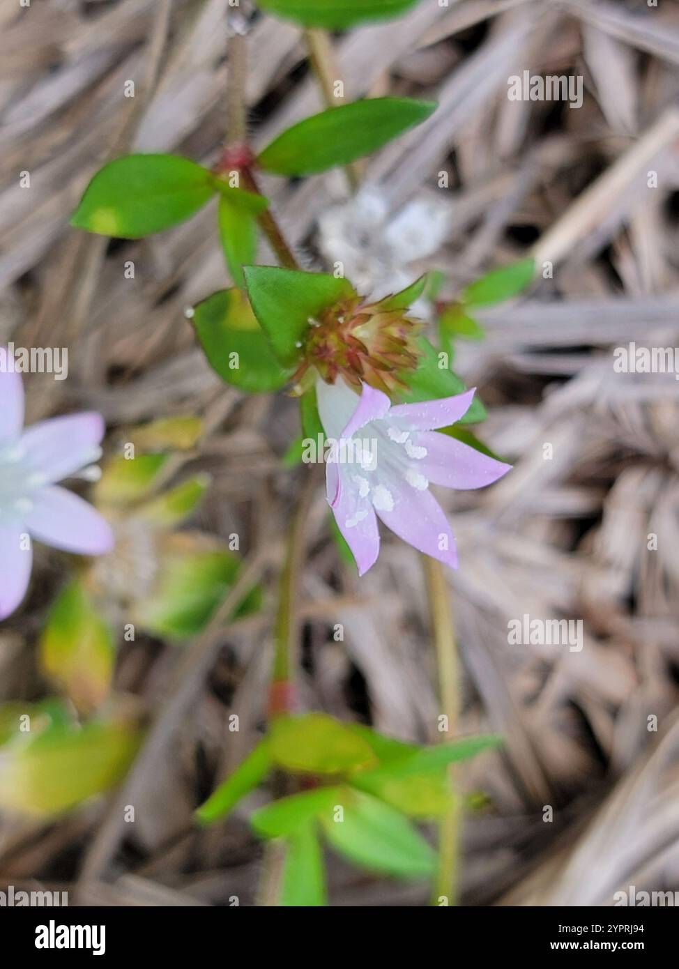 largeflower Mexican clover (Richardia grandiflora Stock Photo - Alamy