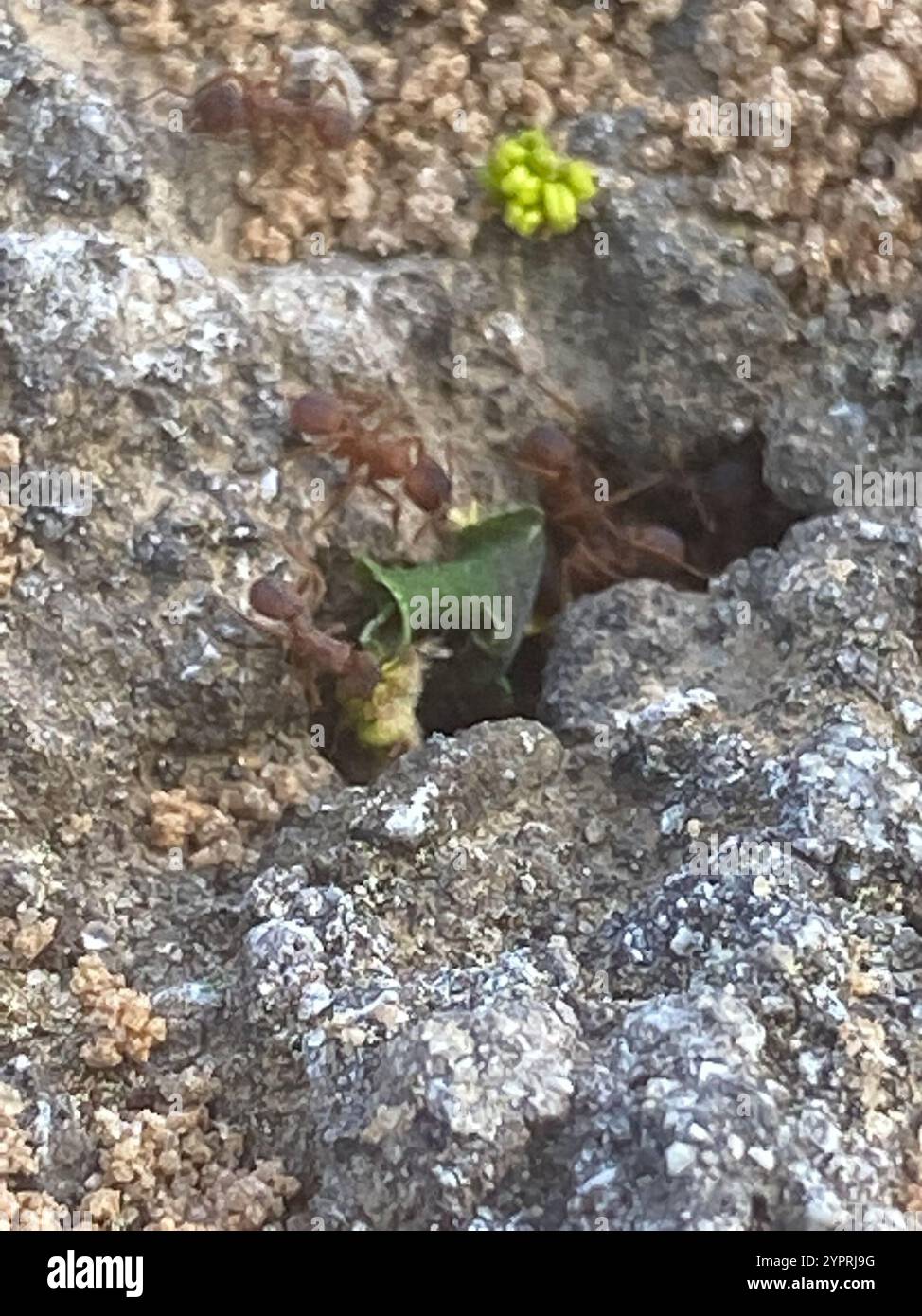 Northern Fungus-farming Ant (Trachymyrmex septentrionalis Stock Photo ...