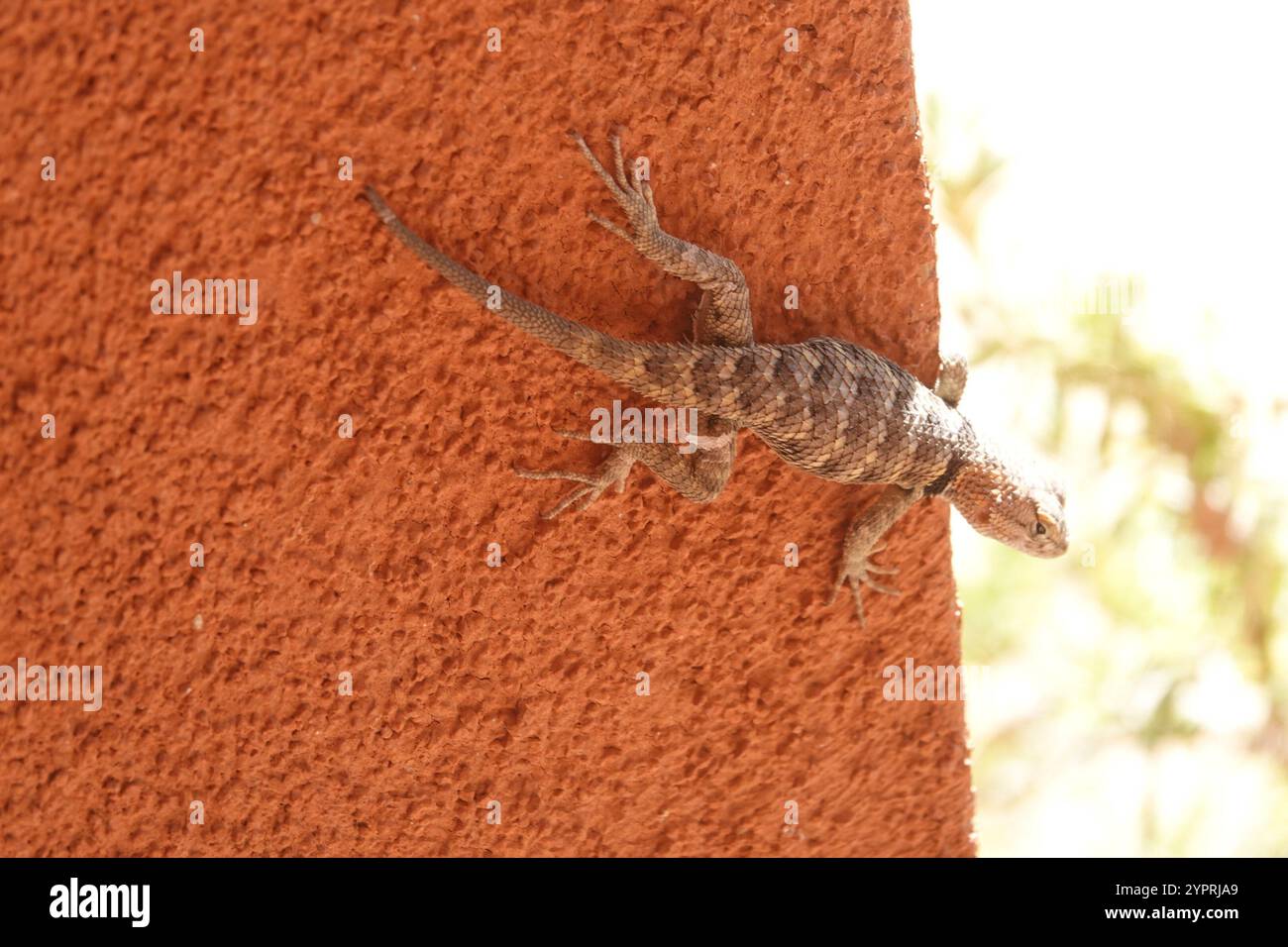 Yellow backed spiny lizard or desert spiny lizard hi-res stock ...