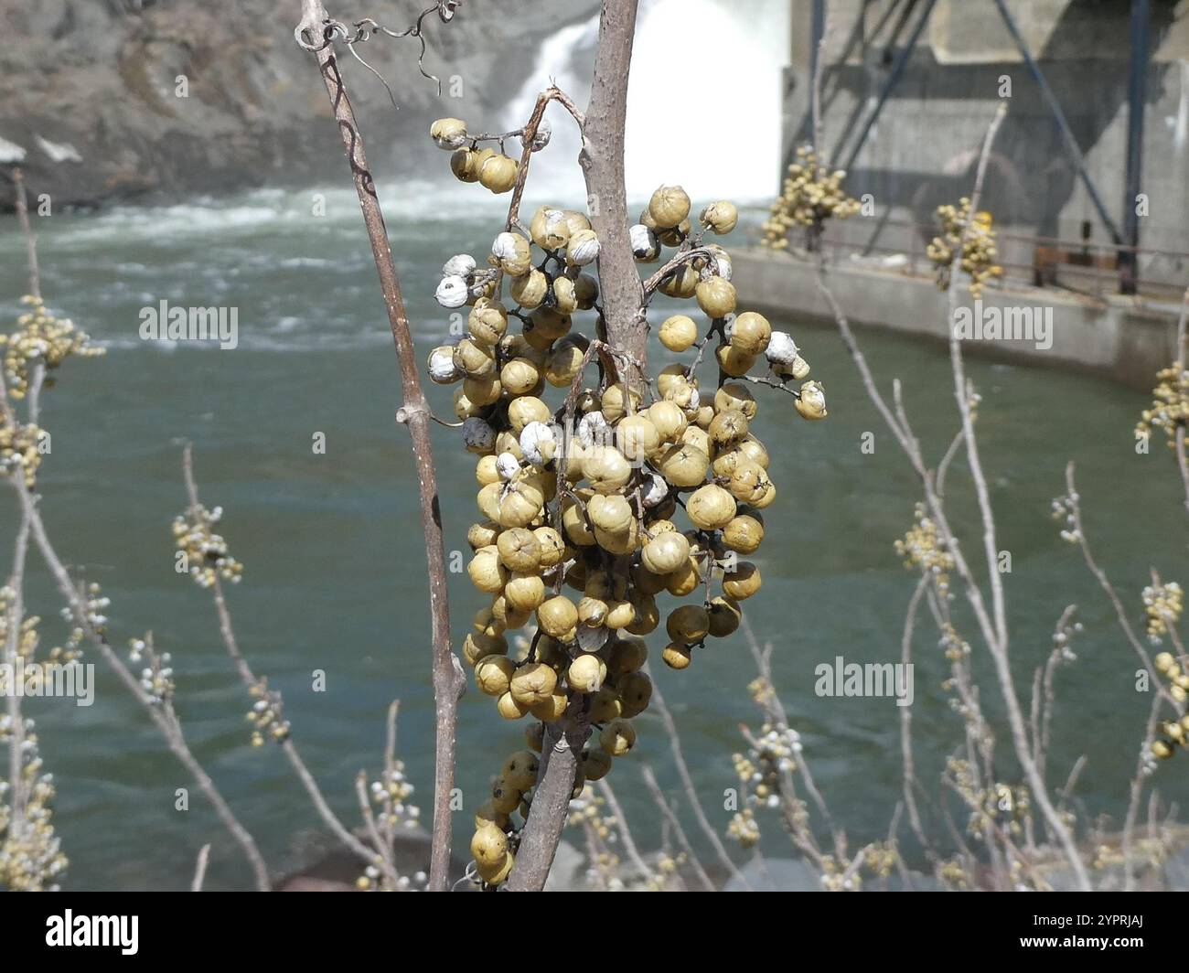 poison ivies and oaks (Toxicodendron Stock Photo - Alamy