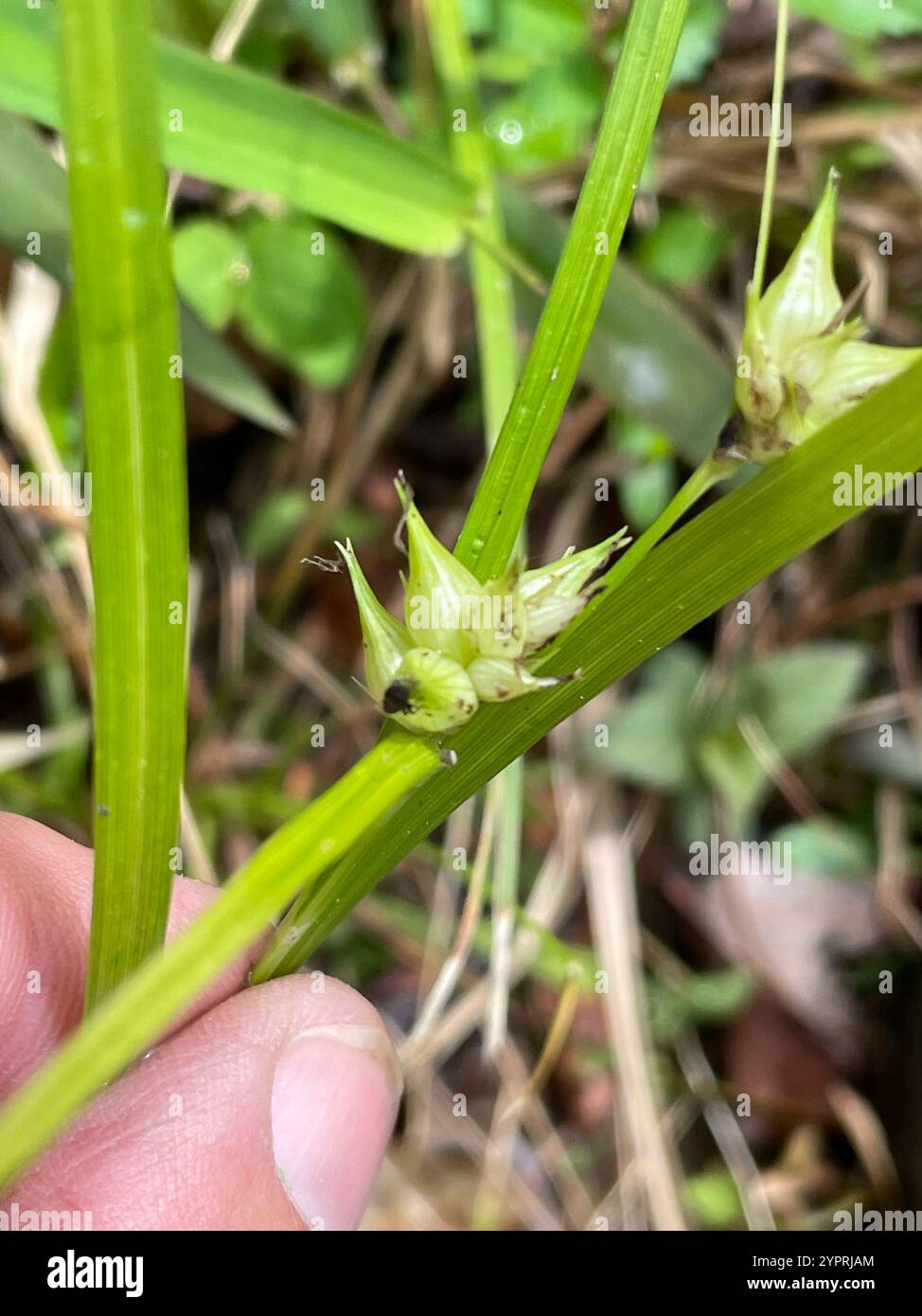 bladder sedge (Carex intumescens Stock Photo - Alamy