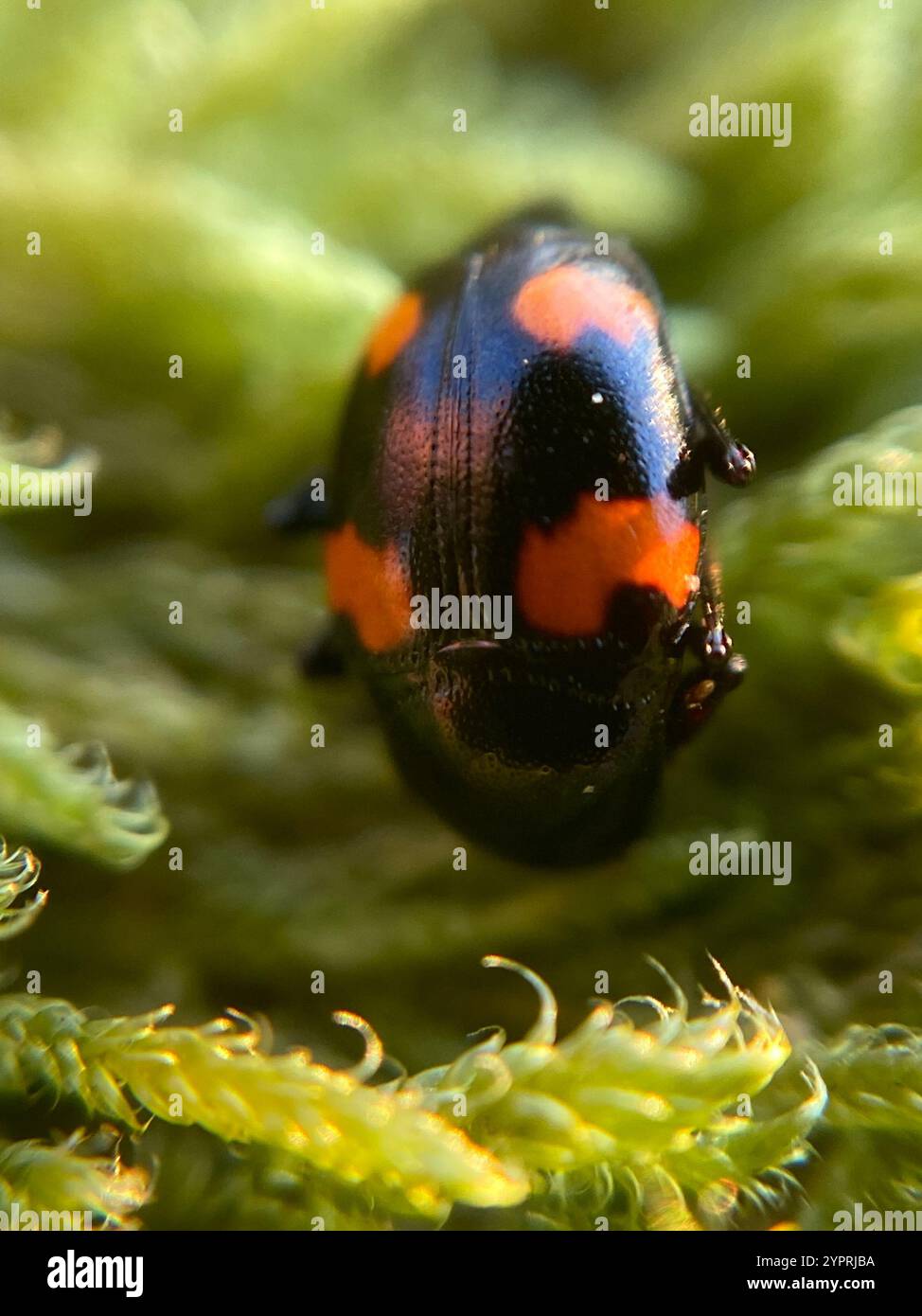 Orange-spotted Scaphidium (Scaphidium quadrimaculatum Stock Photo - Alamy