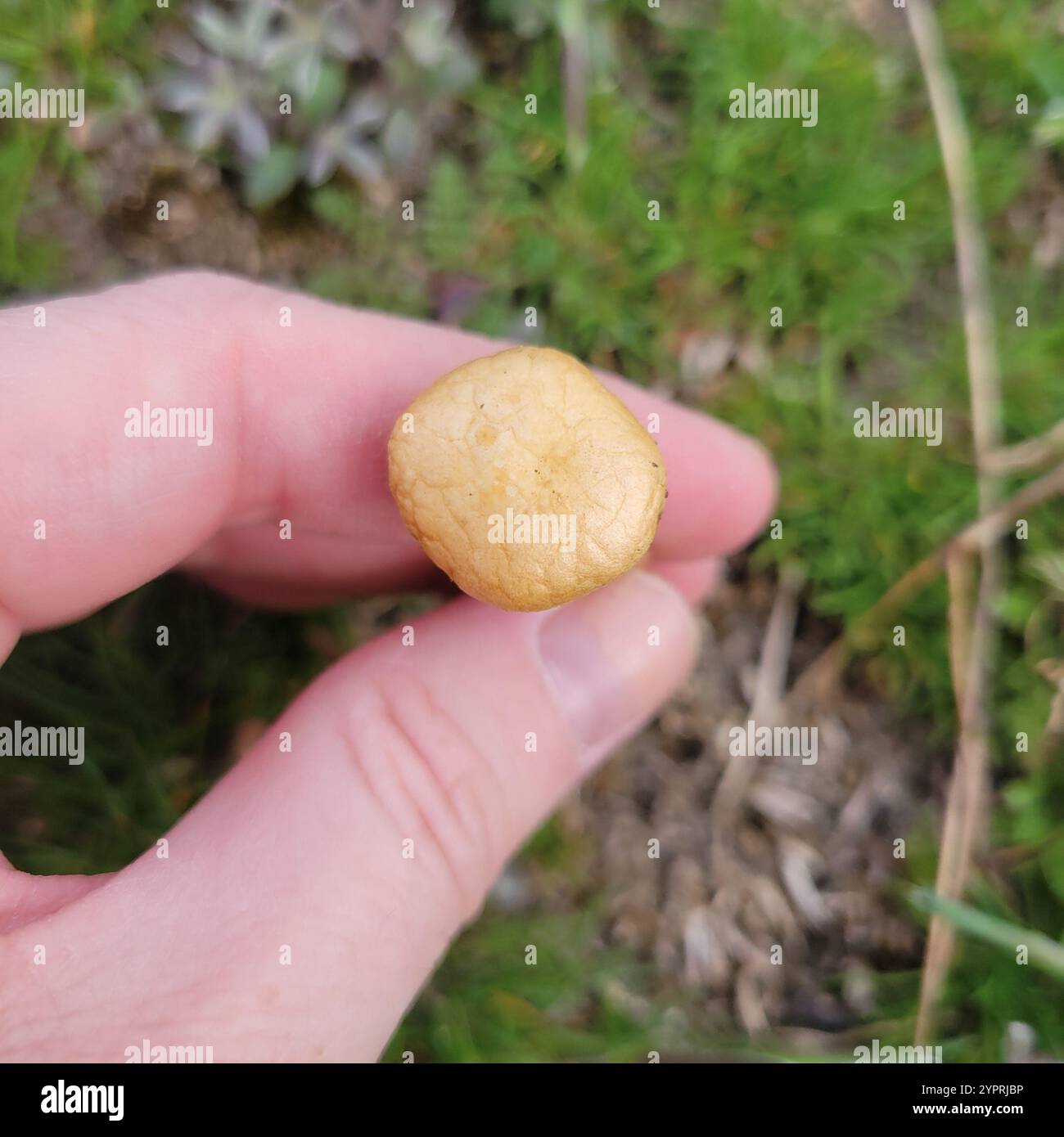 Common Fieldcap (Agrocybe pediades Stock Photo - Alamy