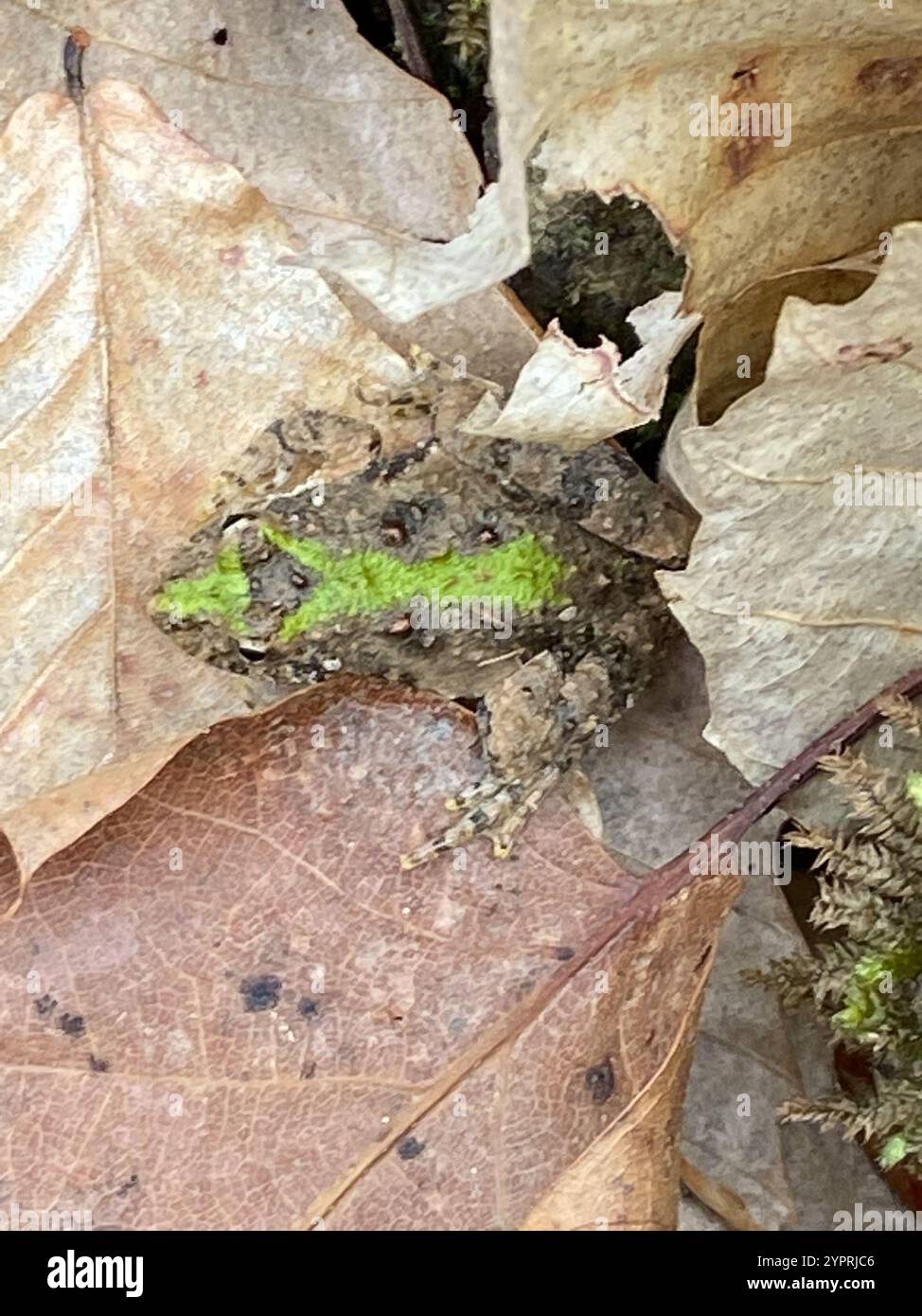 Northern Cricket Frog (Acris crepitans Stock Photo - Alamy
