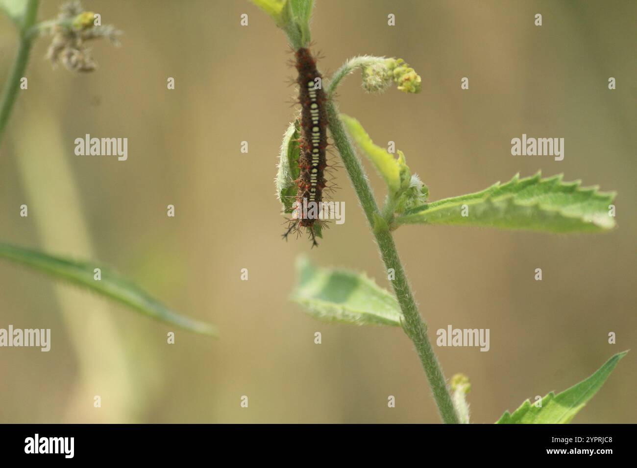 Angled Castor (Ariadne ariadne Stock Photo - Alamy