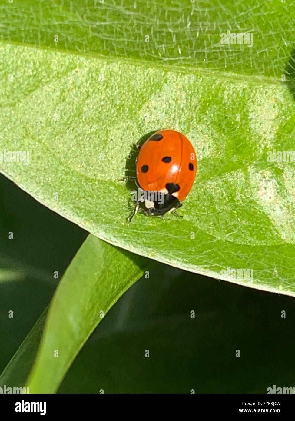Seven-spotted Lady Beetle (Coccinella septempunctata Stock Photo - Alamy