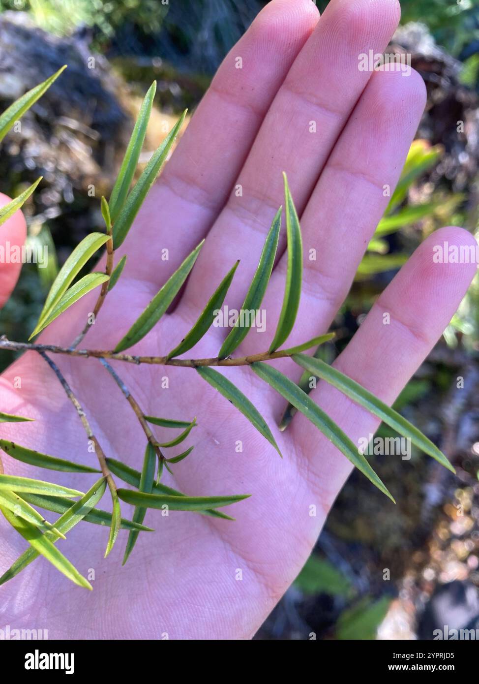 Winika (Dendrobium cunninghamii Stock Photo - Alamy