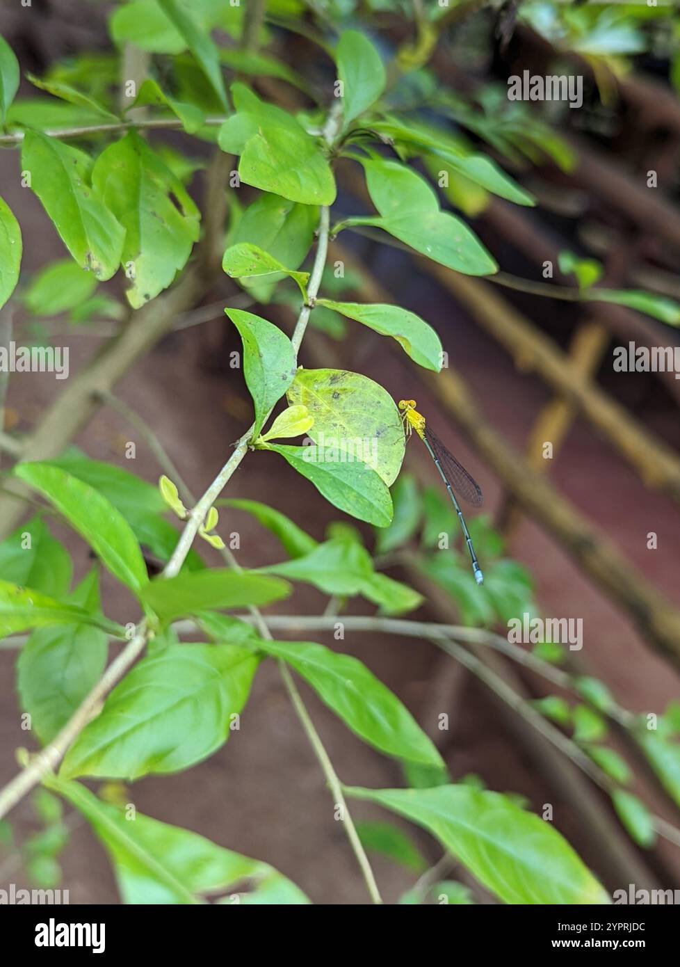 Orange-faced Sprite (Pseudagrion rubriceps Stock Photo - Alamy