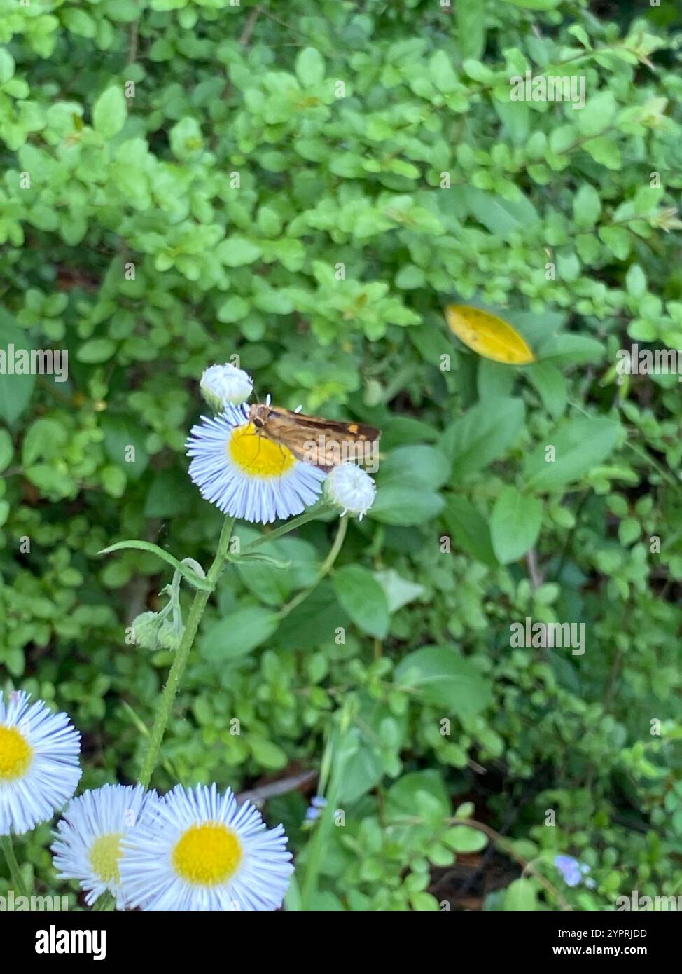 Fiery Skipper (Hylephila phyleus Stock Photo - Alamy