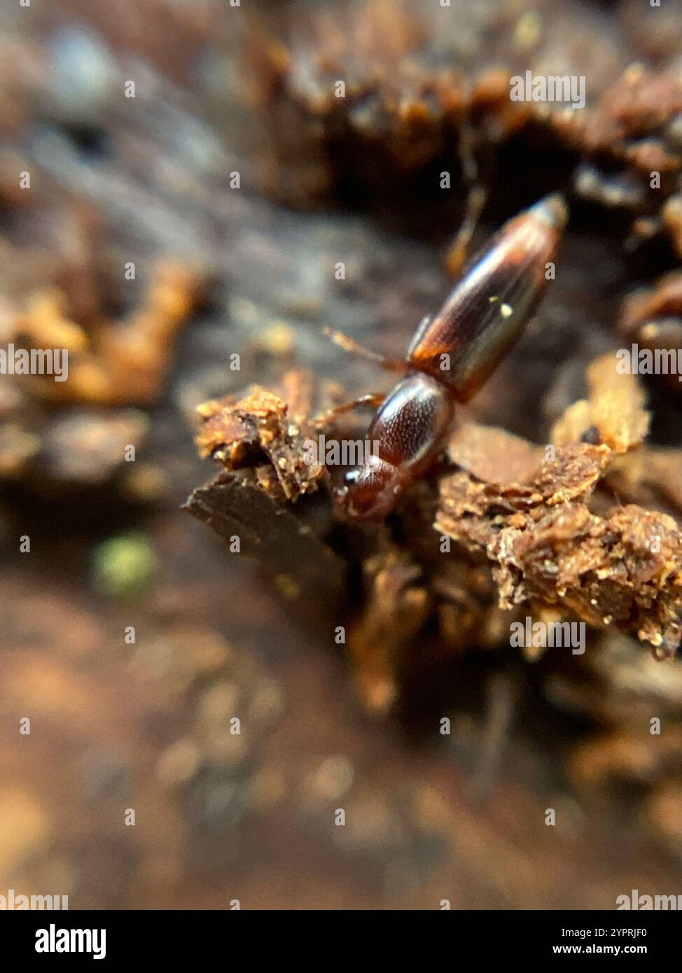 Rhizophagus dispar hi-res stock photography and images - Alamy