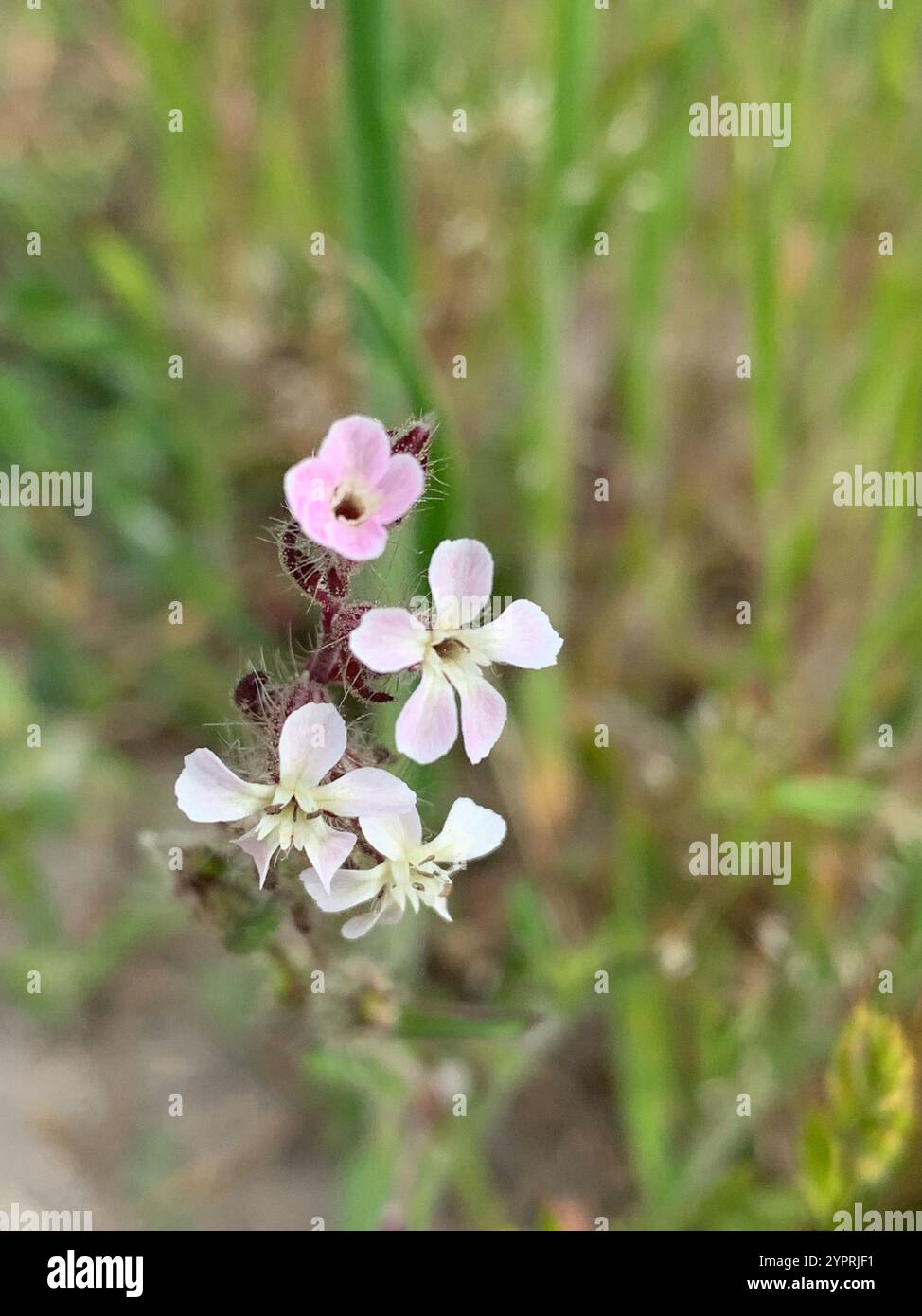 Small-flowered Catchfly (Silene gallica Stock Photo - Alamy