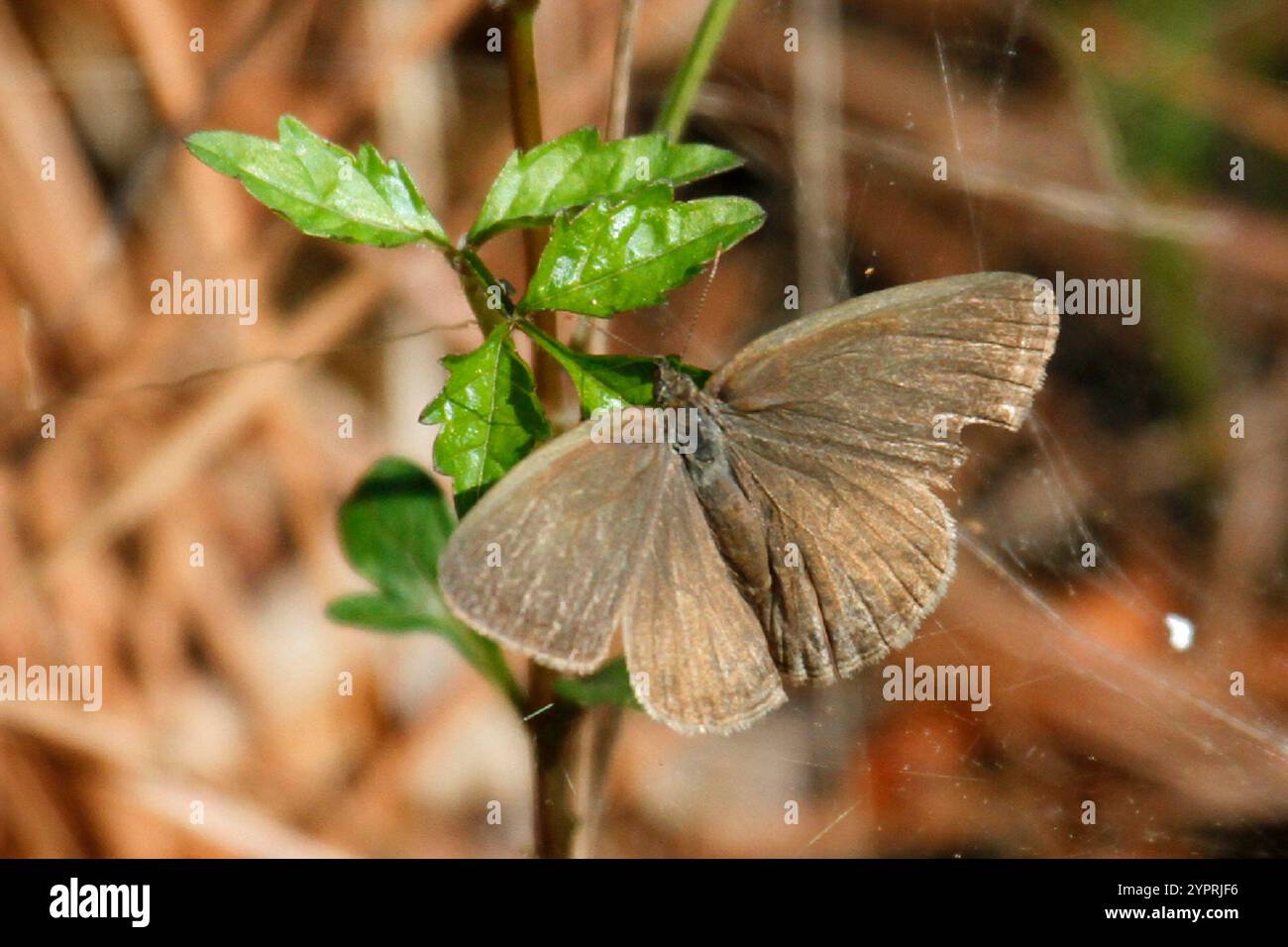 Carolina Satyr (Hermeuptychia sosybius Stock Photo - Alamy