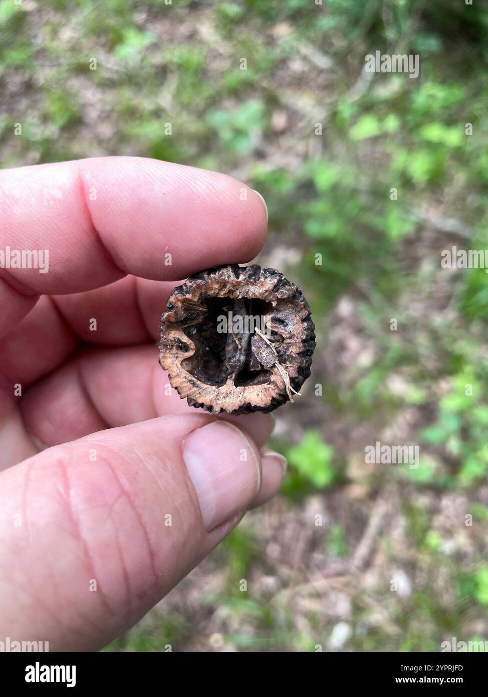 Arizona black walnut hi-res stock photography and images - Alamy