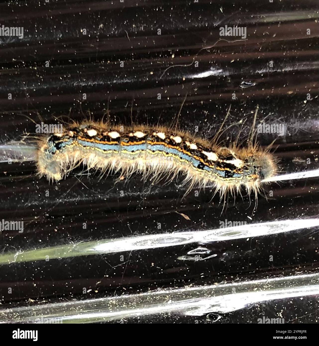 Forest Tent Caterpillar Moth (Malacosoma disstria Stock Photo - Alamy