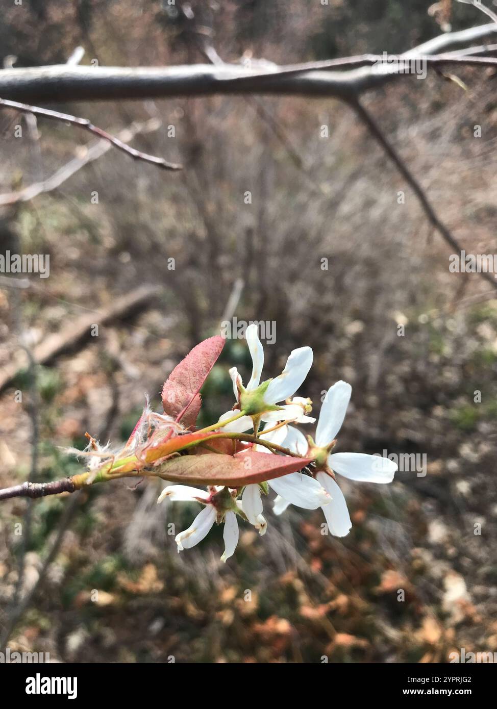 smooth shadbush (Amelanchier laevis Stock Photo - Alamy