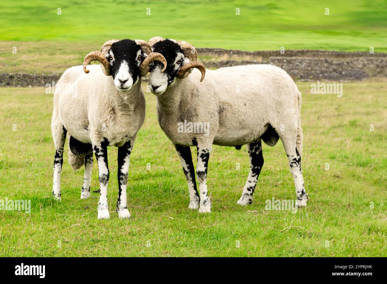 Swaledale sheep. Two Swaledale rams in summertime, facing front in ...