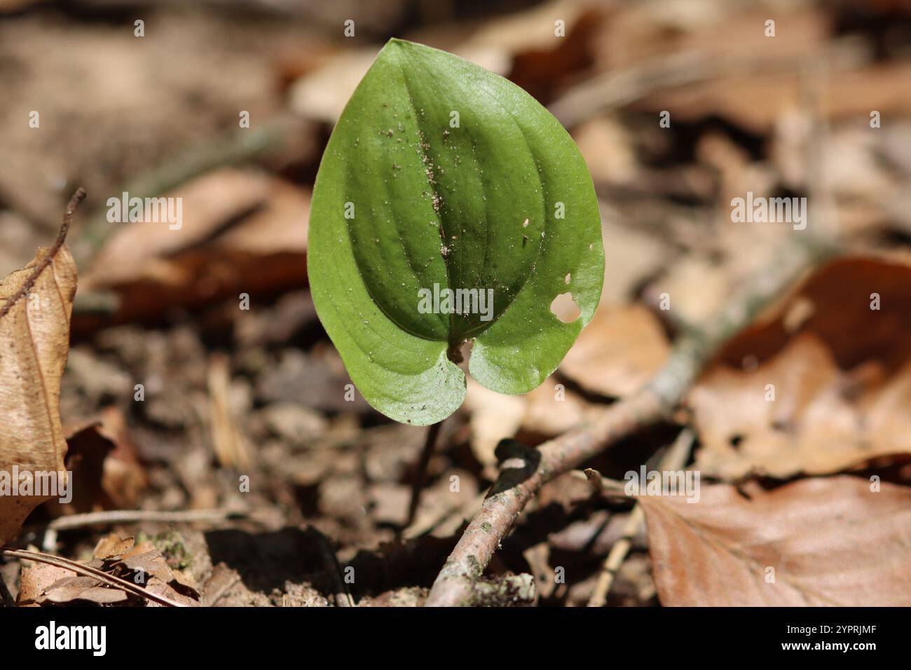 May Lily (Maianthemum bifolium Stock Photo - Alamy