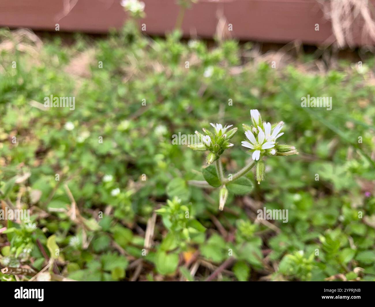 Sticky mouse-ear chickweed (Cerastium glomeratum Stock Photo - Alamy