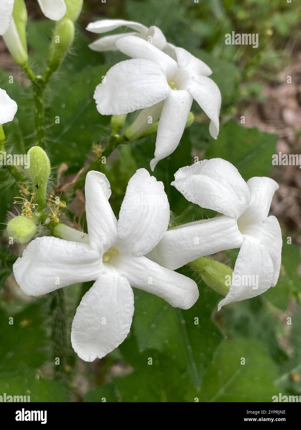 Texas Bull Nettle (Cnidoscolus texanus Stock Photo - Alamy