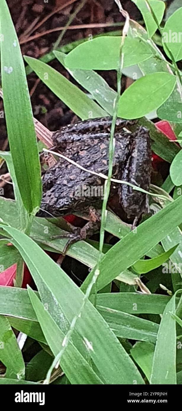 Bumpy Rocket Frog (Litoria inermis Stock Photo - Alamy