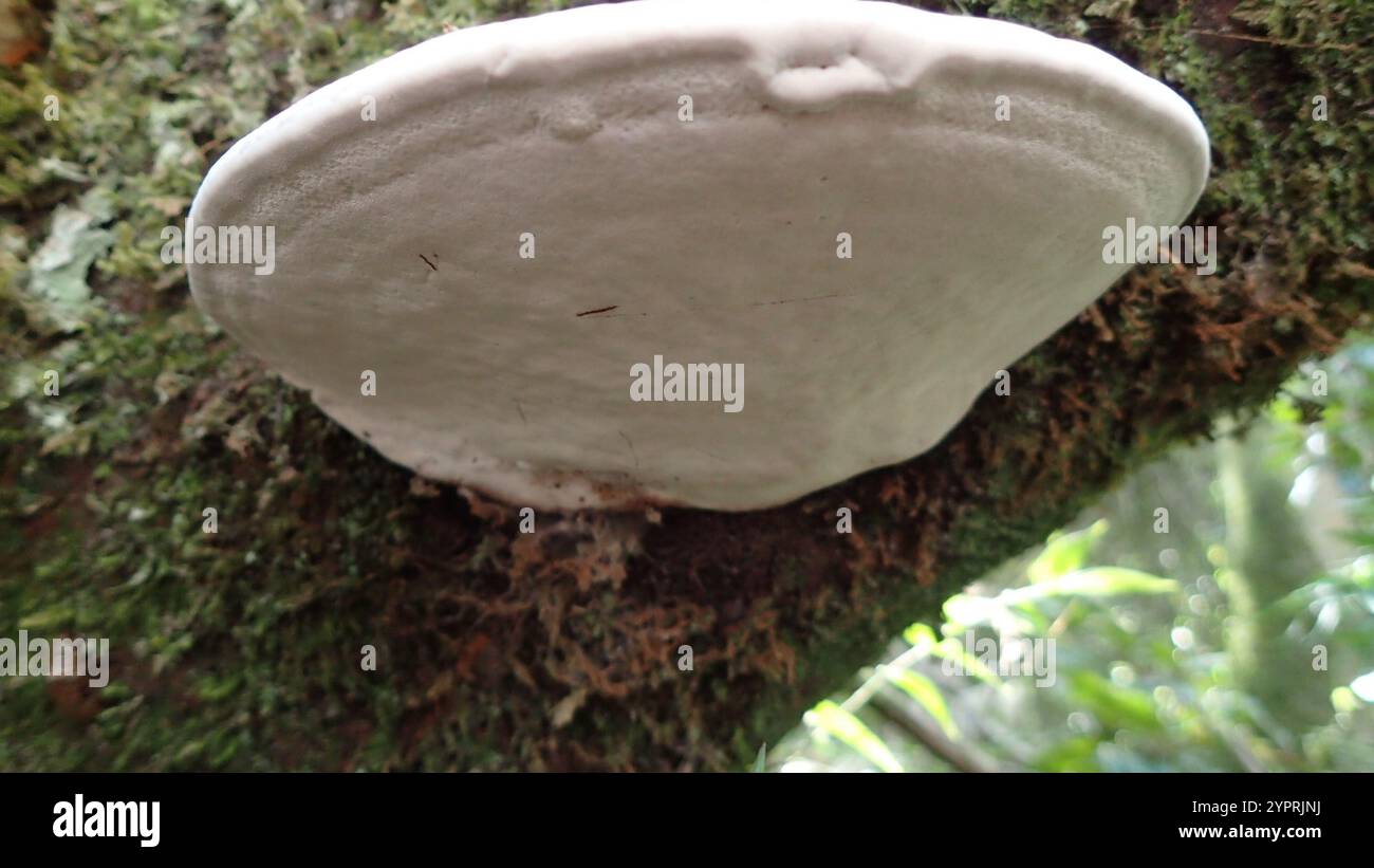 artist's bracket (Ganoderma applanatum Stock Photo - Alamy