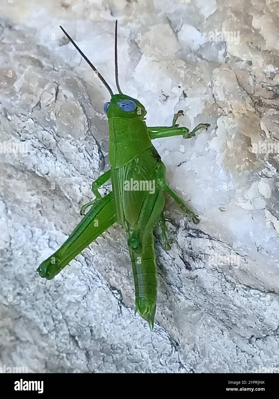Giant Grasshopper (Valanga irregularis Stock Photo - Alamy