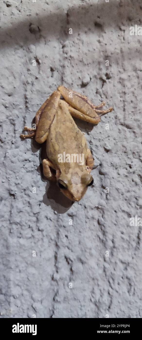 Fuscous-blotched Snouted Tree Frog (Scinax fuscovarius Stock Photo - Alamy
