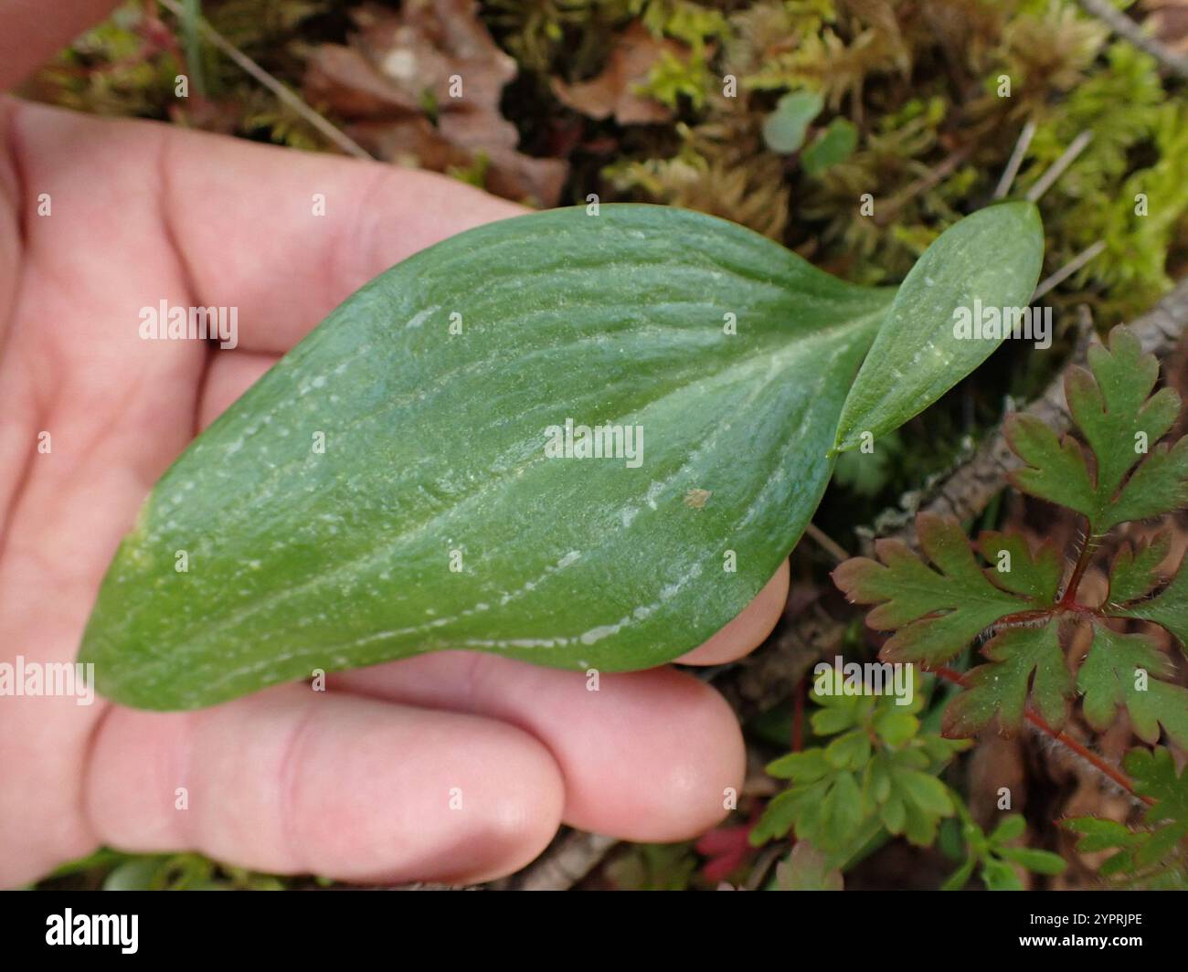 checker lily (Fritillaria affinis Stock Photo - Alamy