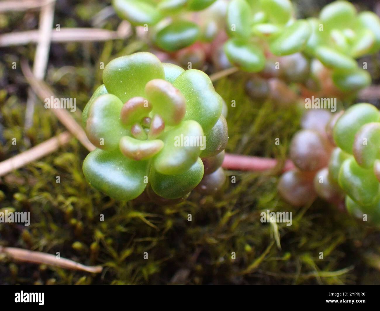 Oregon Stonecrop (Sedum oreganum Stock Photo - Alamy