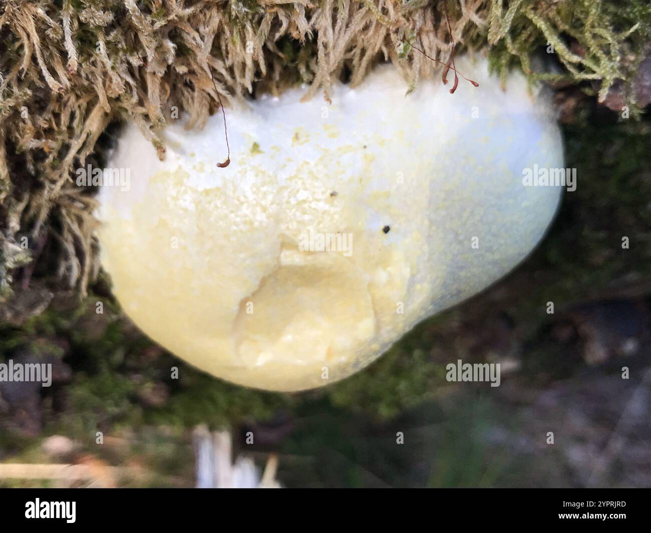 False Puffball (Reticularia lycoperdon Stock Photo - Alamy
