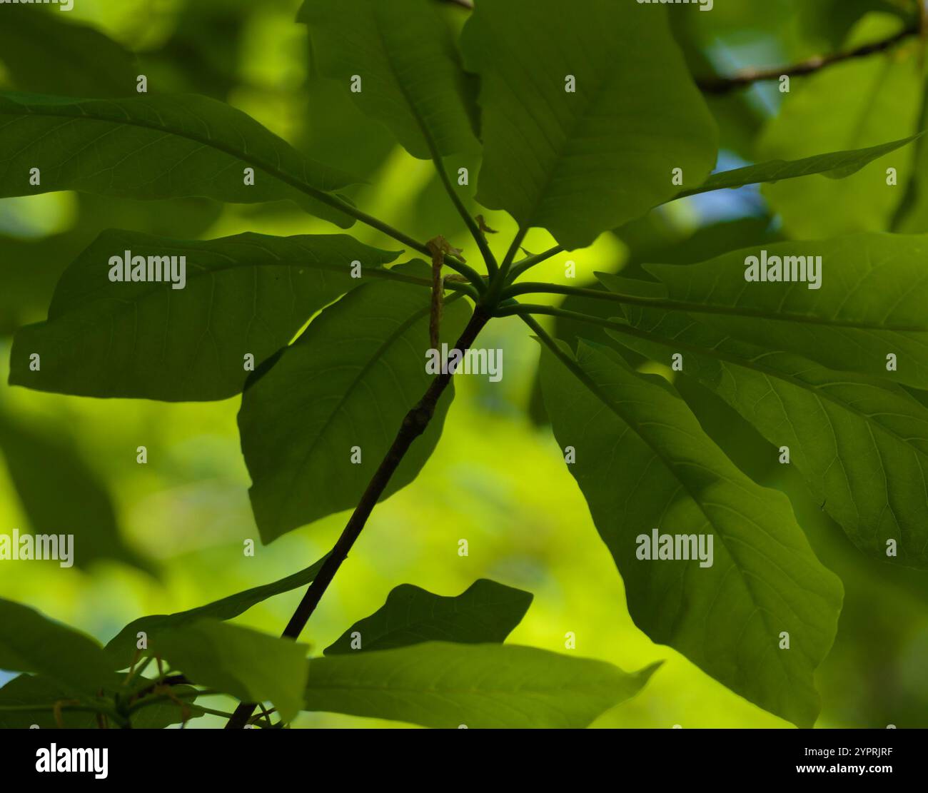 Fraser Magnolia (Magnolia fraseri Stock Photo - Alamy
