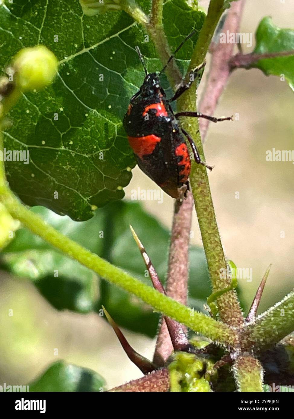 Anchor stink bug hi-res stock photography and images - Alamy