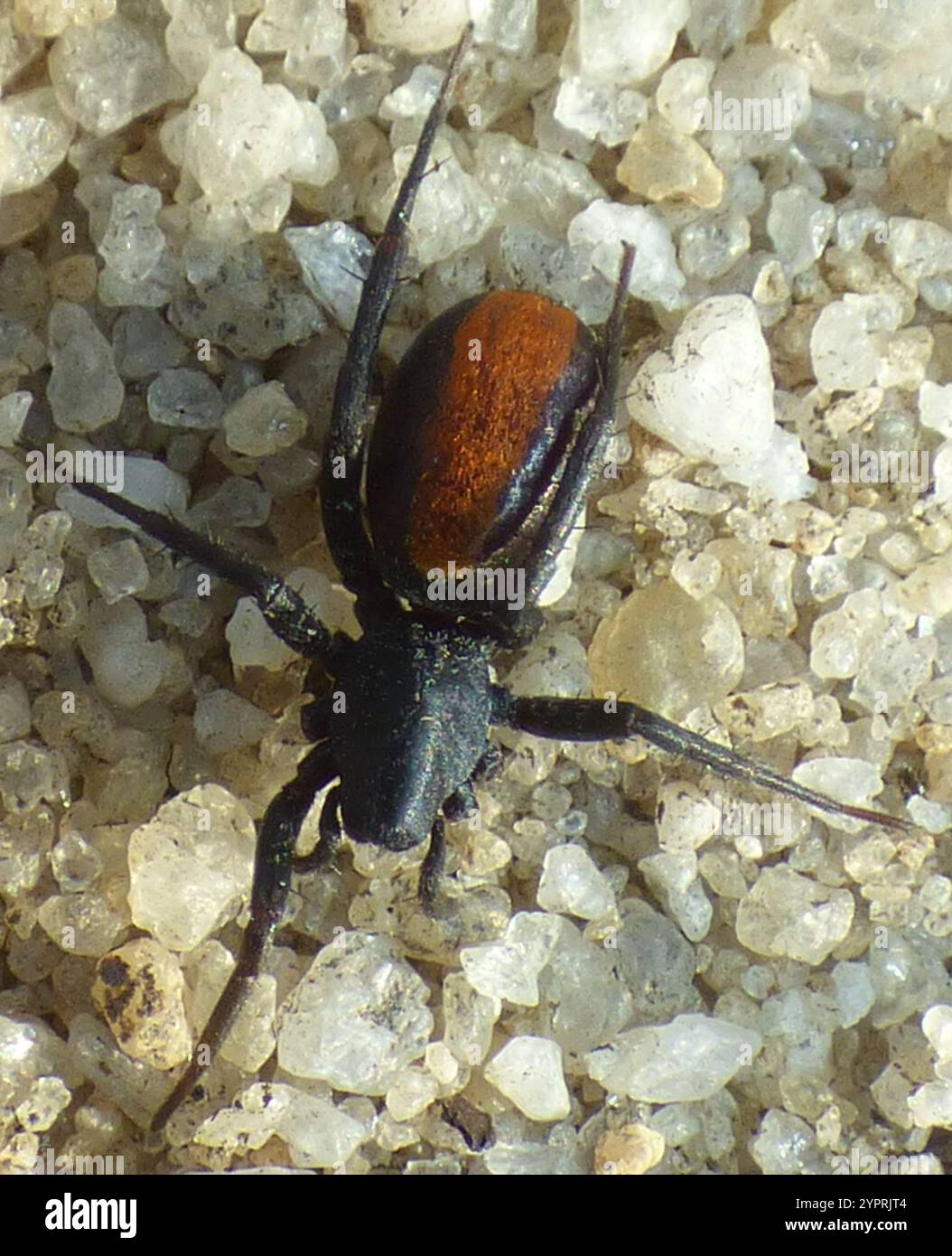 Red-spotted Ant-mimic Sac Spider (Castianeira descripta Stock Photo - Alamy