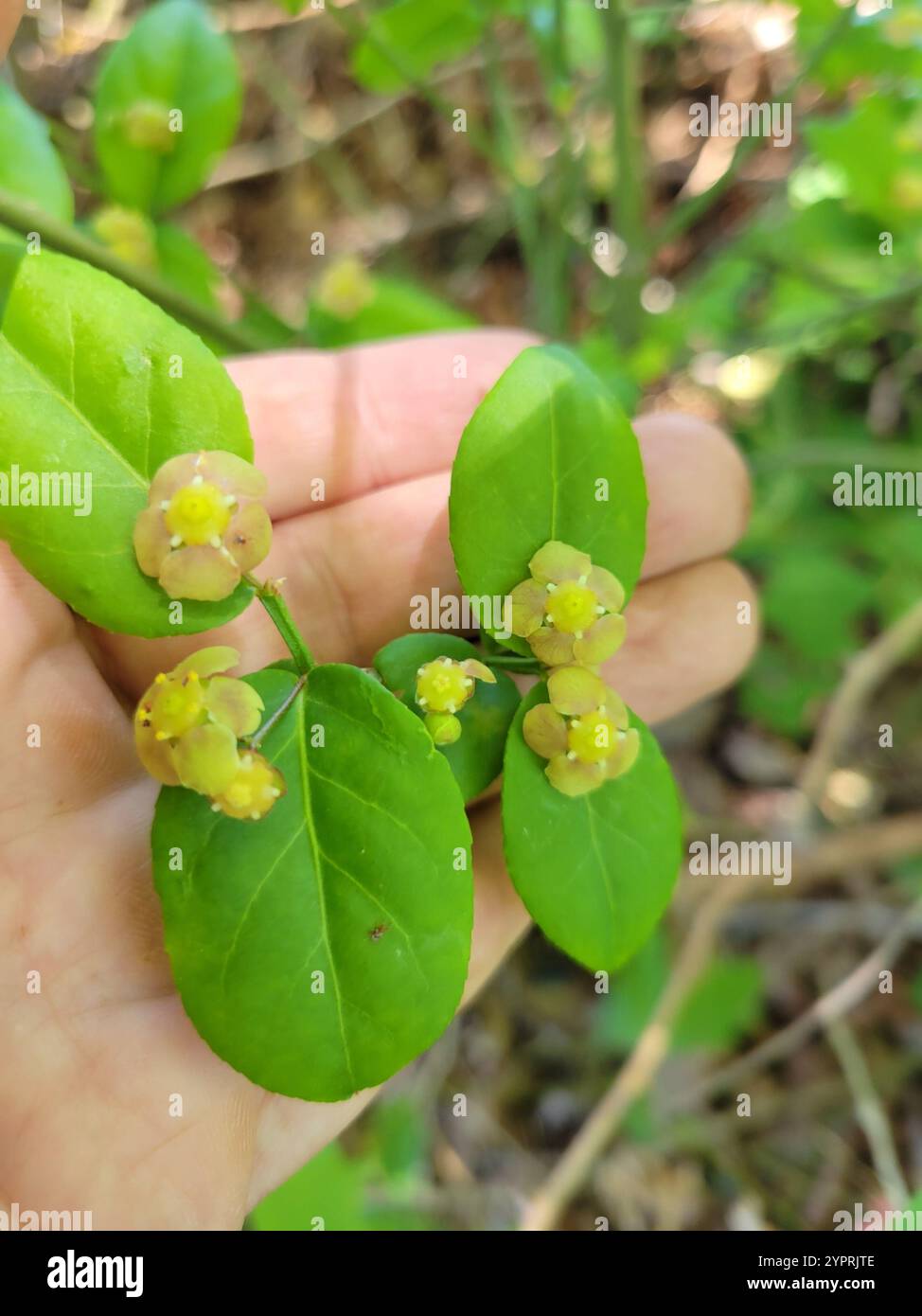 strawberry bush (Euonymus americanus Stock Photo - Alamy