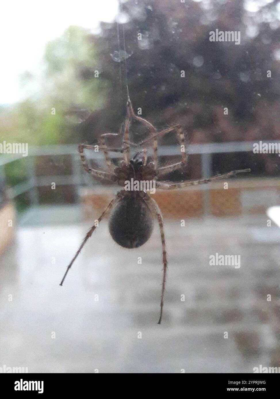 Silver-sided Sector Spider (Zygiella x-notata Stock Photo - Alamy