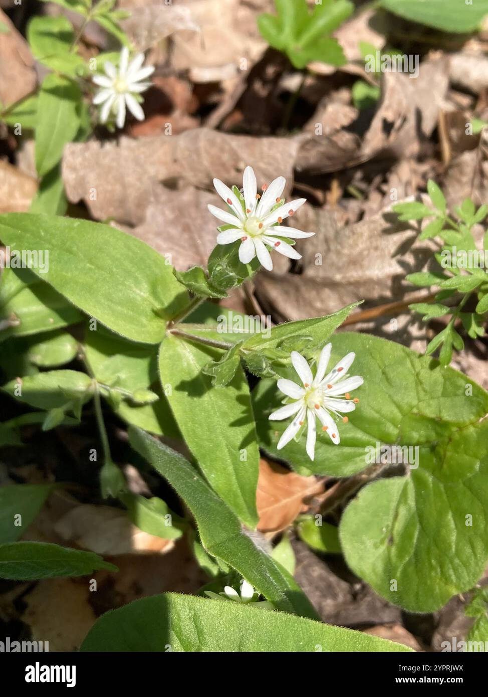 star chickweed (Stellaria pubera Stock Photo - Alamy