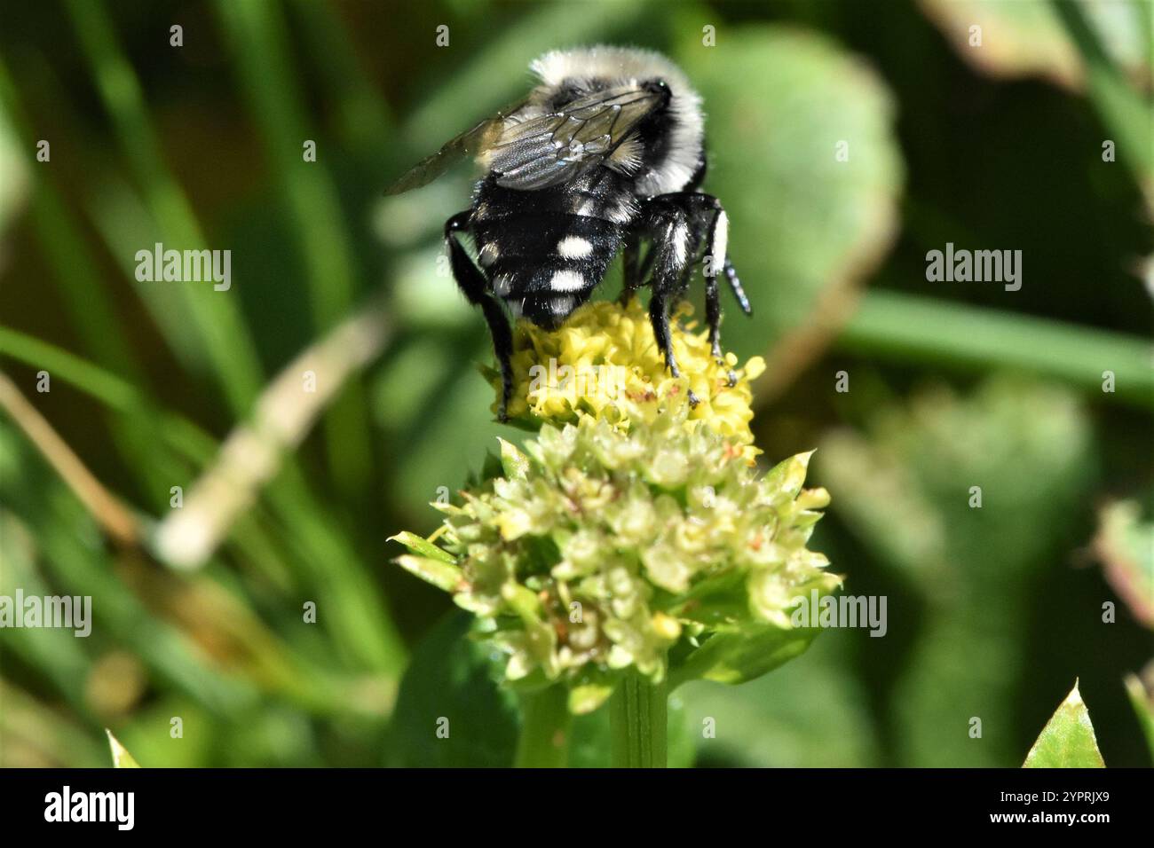 (Melecta separata callura Stock Photo - Alamy