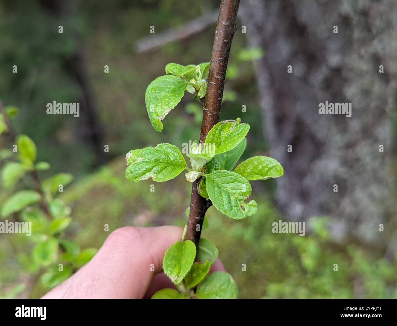 Prunus emarginata hi-res stock photography and images - Alamy
