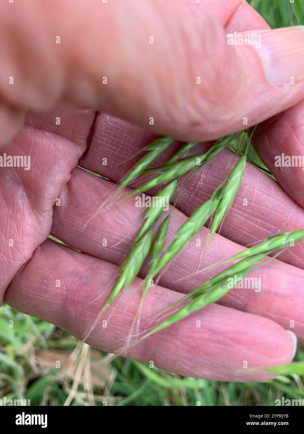 Japanese brome (Bromus japonicus Stock Photo - Alamy