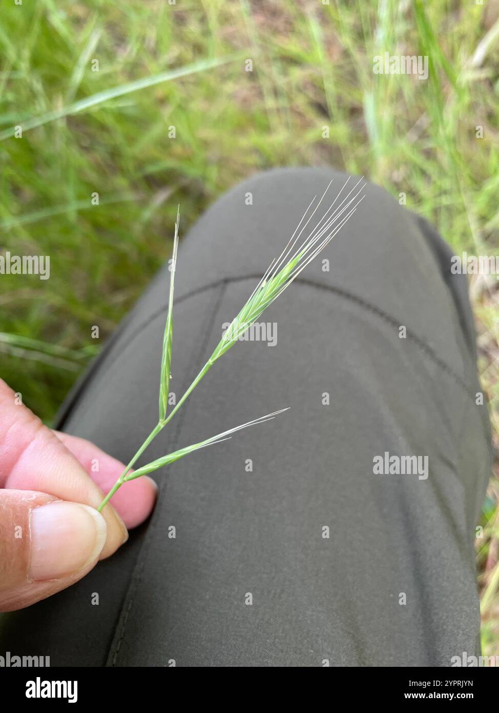 rattail sixweeks grass (Festuca myuros Stock Photo - Alamy