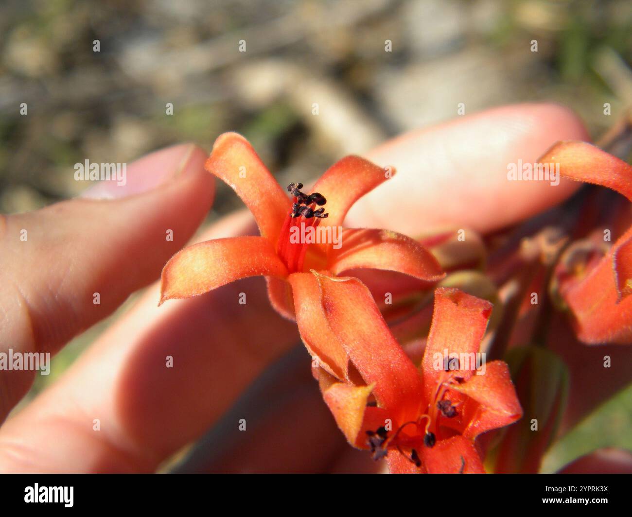 Grand Butterbush (Tylecodon grandiflorus Stock Photo - Alamy