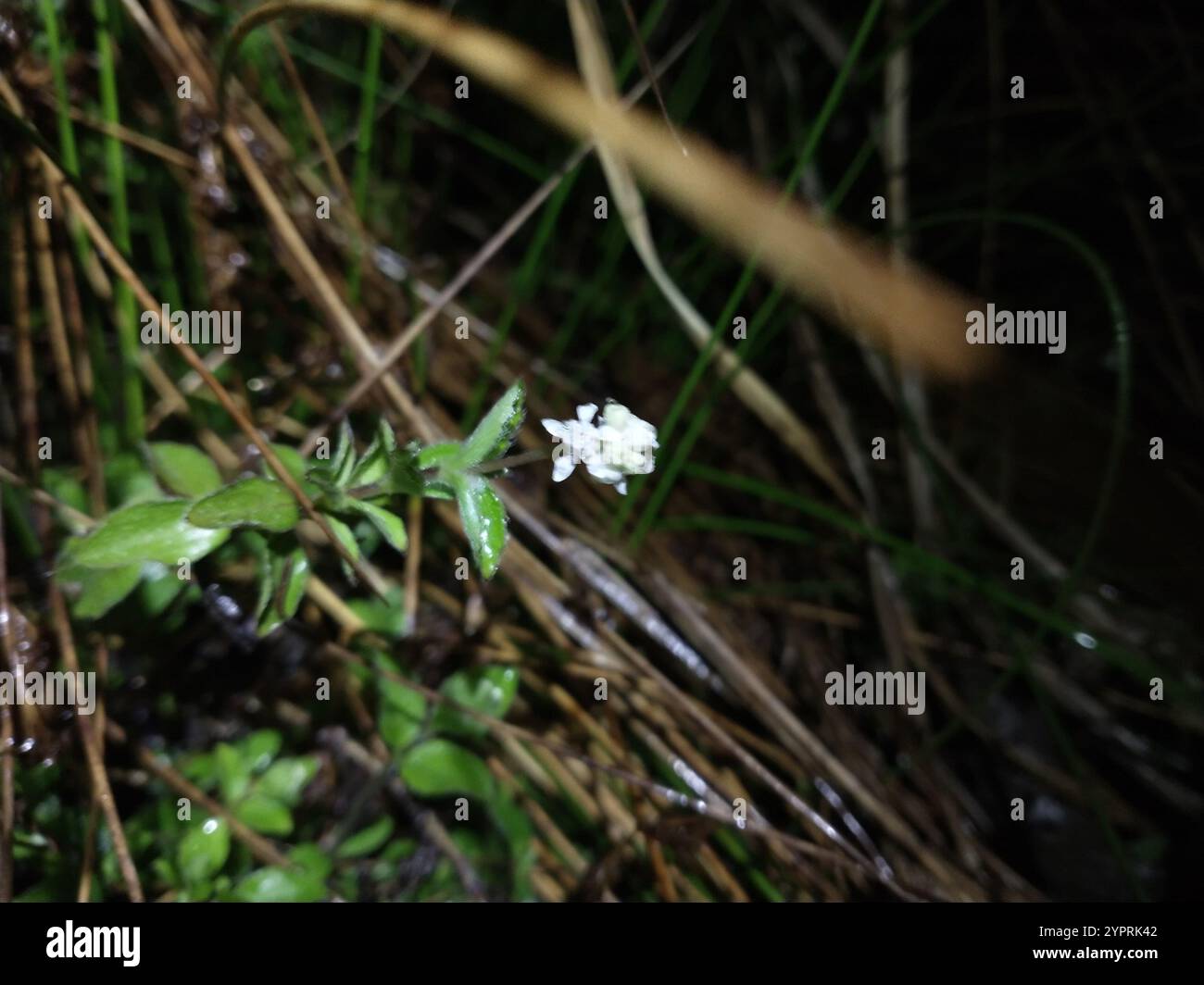 modesty (Whipplea modesta Stock Photo - Alamy