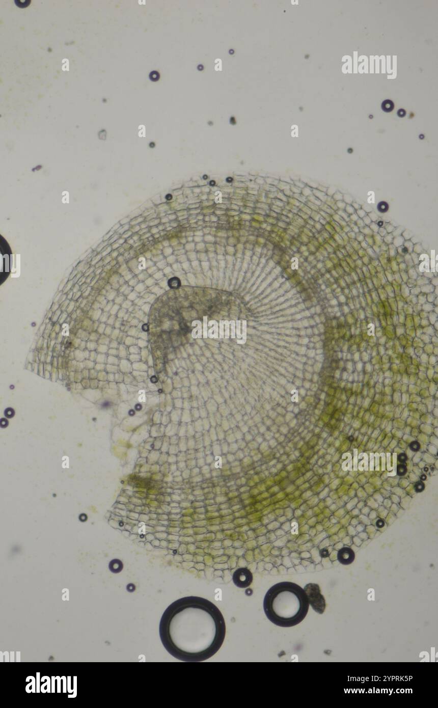 common bladder moss (Physcomitrium pyriforme Stock Photo - Alamy
