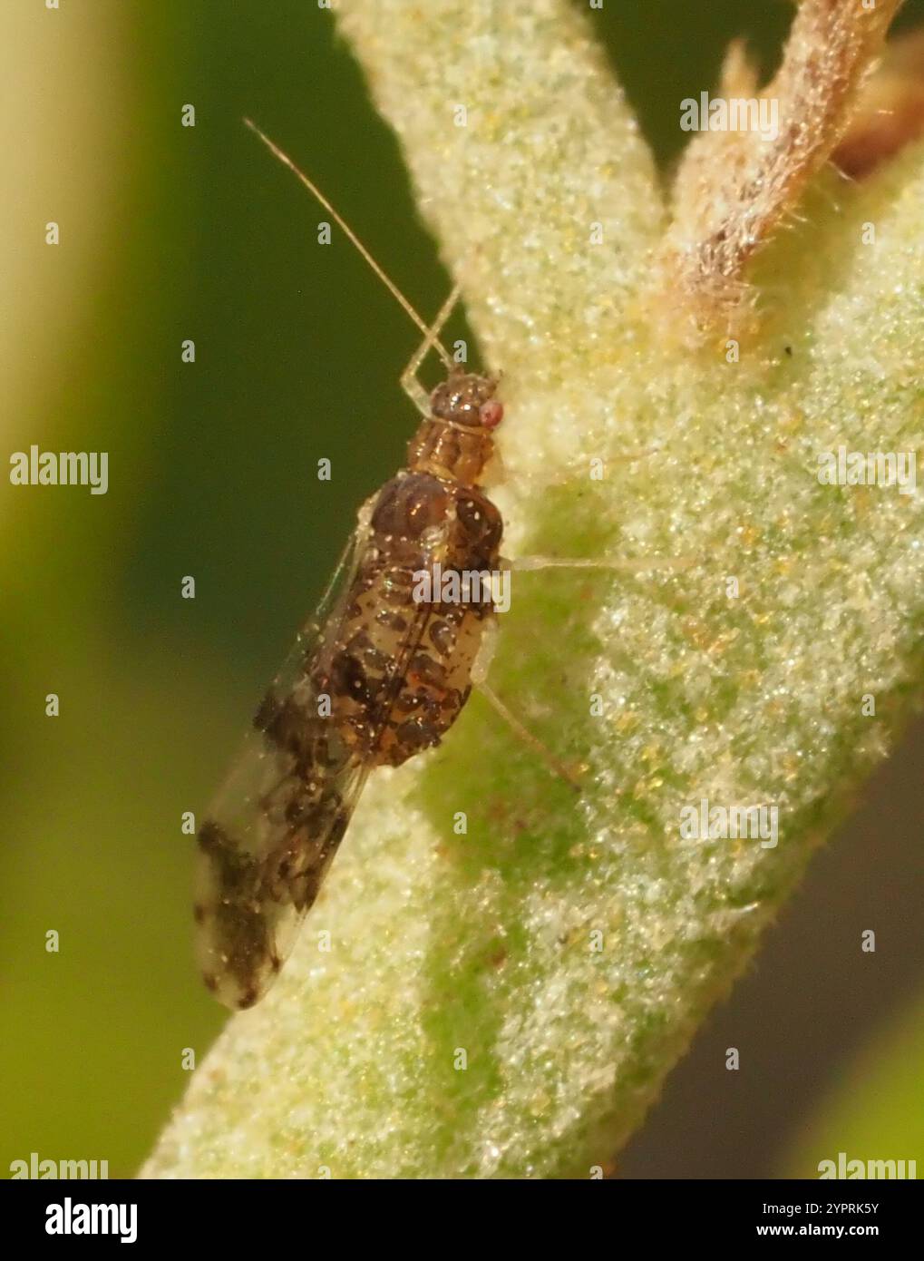 Eastern dusky-winged oak aphid (Neomyzocallis discolor Stock Photo - Alamy
